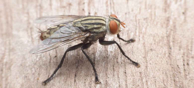 How to Get Rid of Cluster Flies | Pest Issues by Fantastic Services