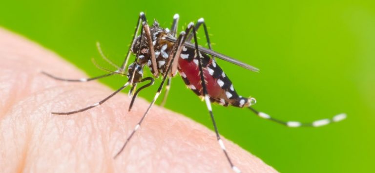 What Bit You? Australian Insect Bites Identification