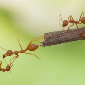 What Bit You? Australian Insect Bites Identification