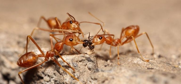 The Ant Species of Australia | Types of Ants and Pest Issues