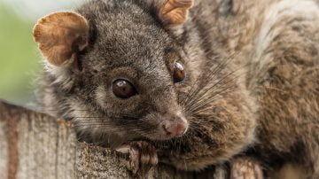 Possum-Proof Your Garden: Fence Installation & More | Fantastic Services