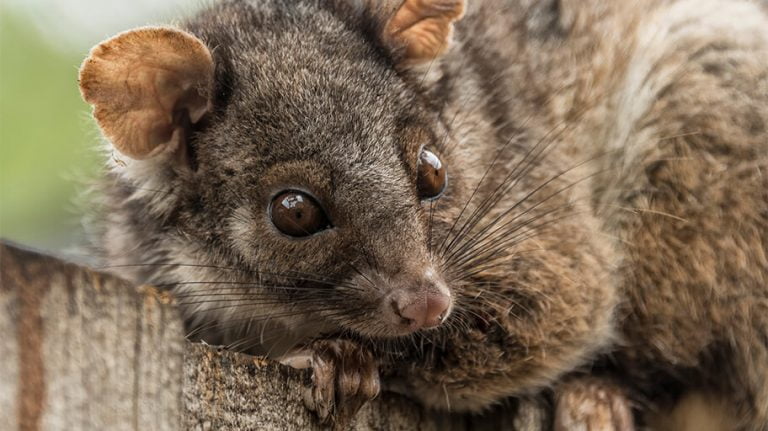 Possum-Proof Your Garden: Fence Installation & More | Fantastic Services