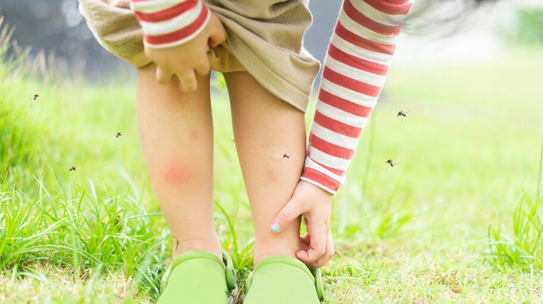 What Bit You? Australian Insect Bites Identification