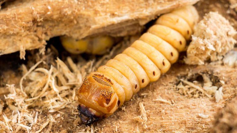 10 Weird Australian Insects You Won’t Believe Exist