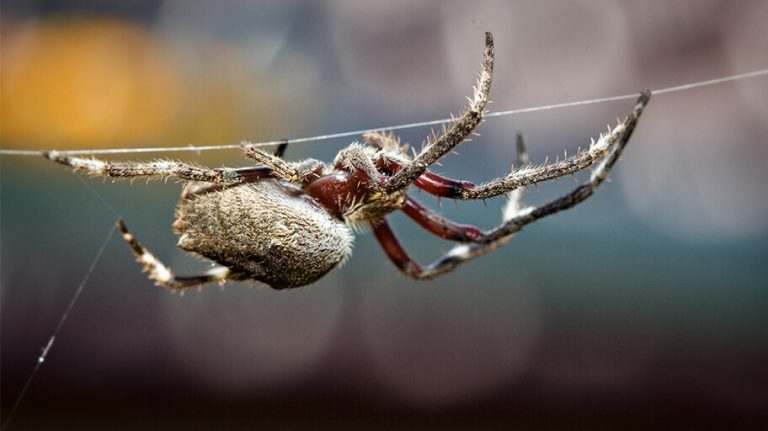 10 Weird Australian Insects You Won’t Believe Exist
