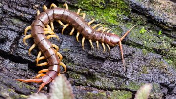 10 Weird Australian Insects You Won’t Believe Exist