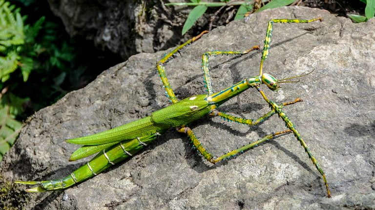 10 Weird Australian Insects You Won’t Believe Exist