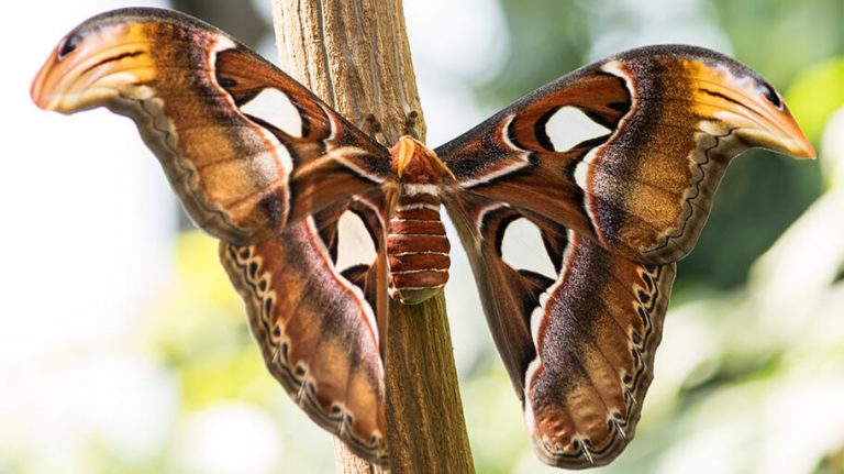 10 Weird Australian Insects You Won’t Believe Exist