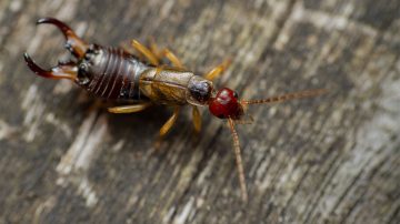 What is an Earwig & How to Get Rid of It | Fantastic Pest Guide