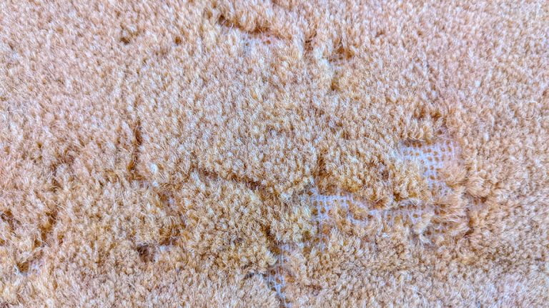 Carpet Beetles: Types of Damage, Prevention and Control in Australia