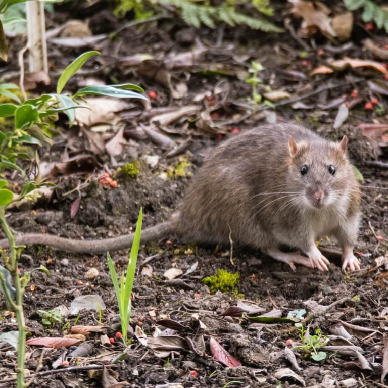 Australian Marsupials and Rodents That Look Like Rats | Recognise Them!