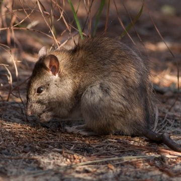 Australian Marsupials and Rodents That Look Like Rats | Recognise Them!
