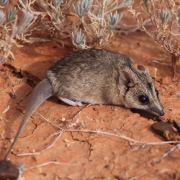 Australian Marsupials and Rodents That Look Like Rats | Recognise Them!