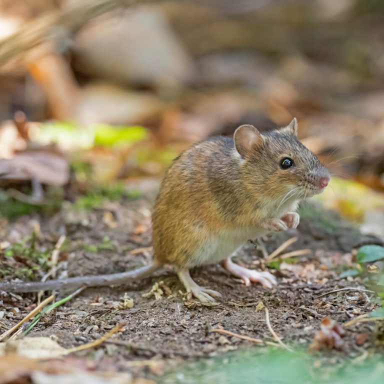 Australian Marsupials and Rodents That Look Like Rats | Recognise Them!