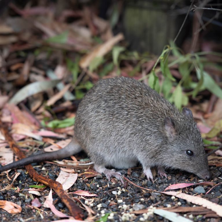 Australian Marsupials and Rodents That Look Like Rats | Recognise Them!