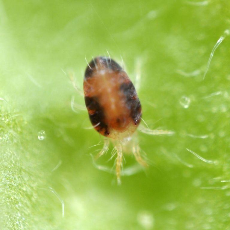 Spider Mites: Identification and Treatment | Fantastic Services Australia