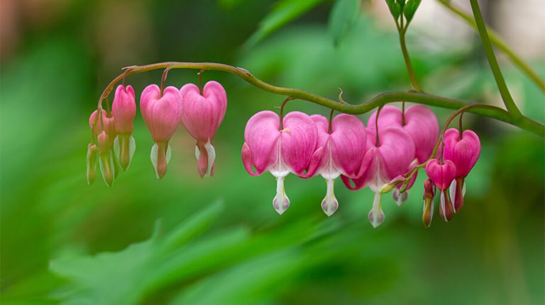 9 of the Weirdest Flowers in the World | Strange Gardens