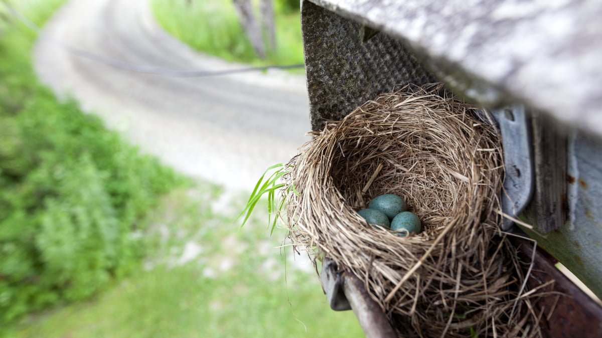 How to Stop Birds Nesting in Your Gutters? 7 Solutions