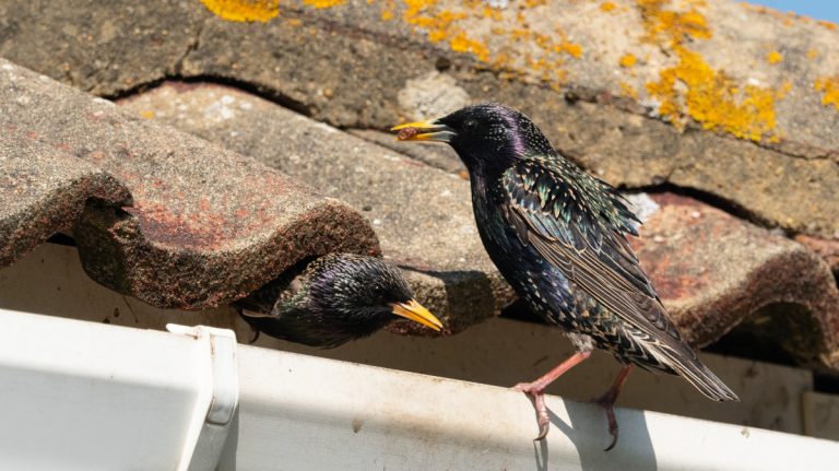 What Birds Can Nest in Your Roof in Australia? | Gutter & Pest Issues