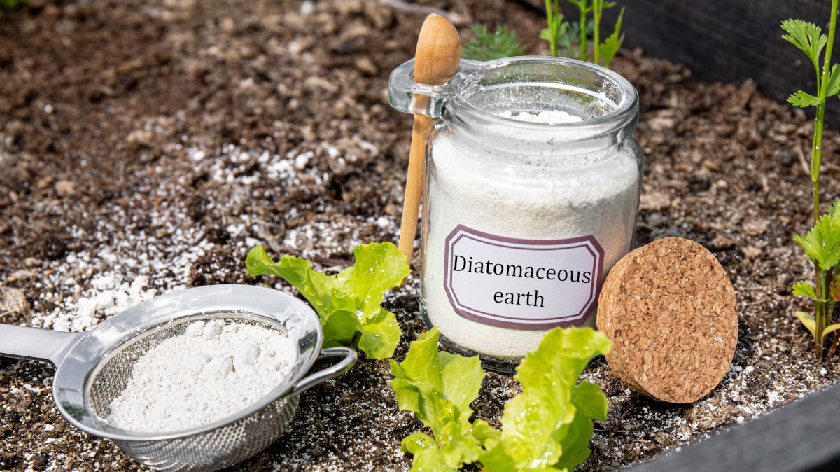 Diatomaceous Earth - How It Works, Uses, Precautions