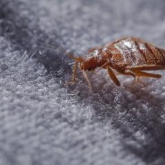 What is an Earwig & How to Get Rid of It | Fantastic Pest Guide