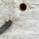 What is an Earwig & How to Get Rid of It | Fantastic Pest Guide